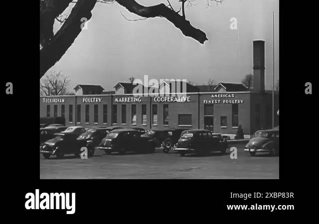 The assembly line process of a chicken co-op, from boiling the birds to ...