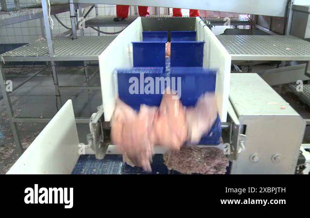 Newfoundland fish processing Stock Videos & Footage - HD and 4K Video ...