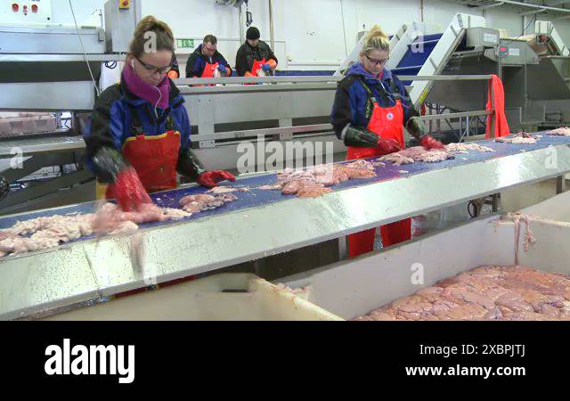 Women work on an assembly line at a fish processing factory Stock Video ...