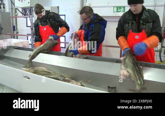 Men workcutting and cleaning fish on an assembly line at a fish ...