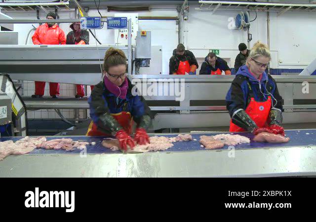 Women work on an assembly line at a fish processing factory Stock Video ...