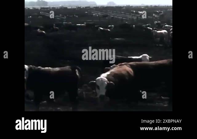 A large meat cattle farm in the 1960s, and footage of turkeys roaming ...