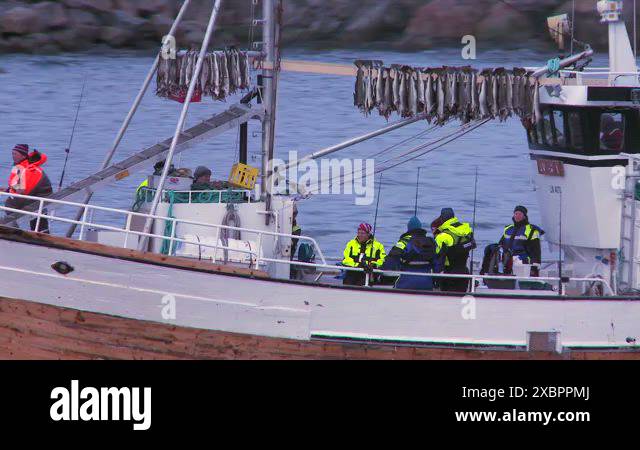 A large fleet of traditional commercial fishing boats sails out to sea ...