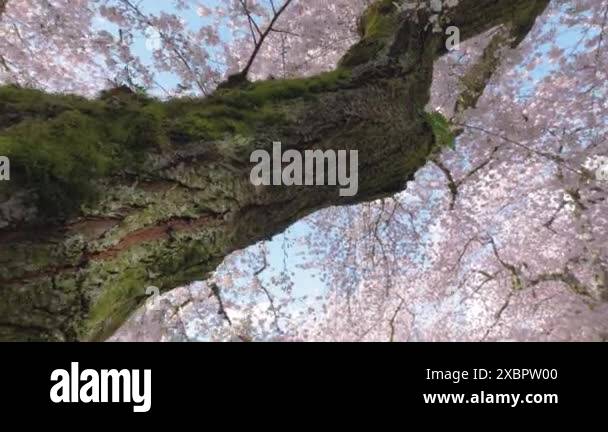 Texture Branch of Japanese Cherry Blossom Tree. Camera Looking Up at ...