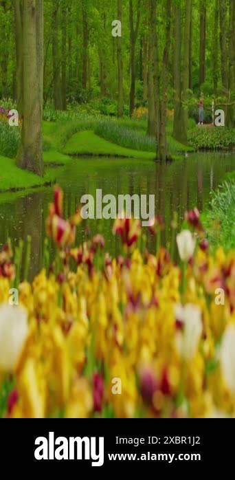 Keukenhof flower garden with blooming tulip flower beds. One of the ...