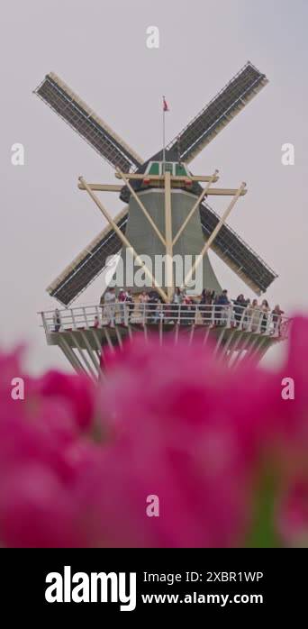 Keukenhof flower garden with blooming tulip flower beds. One of the ...