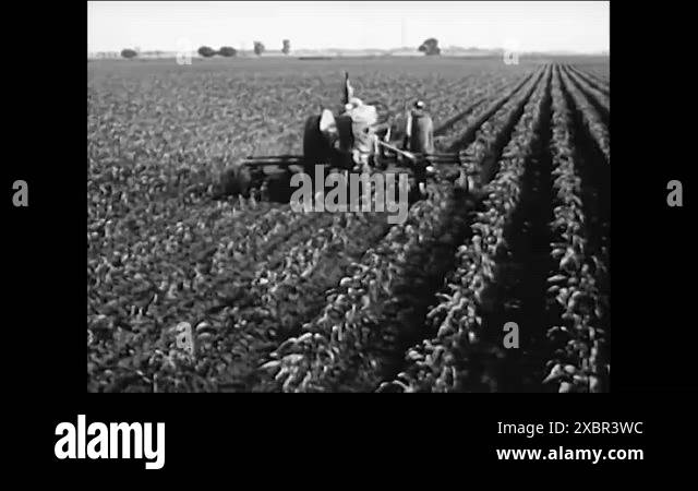 People harvest crops using machines. A group of native American Indians ...