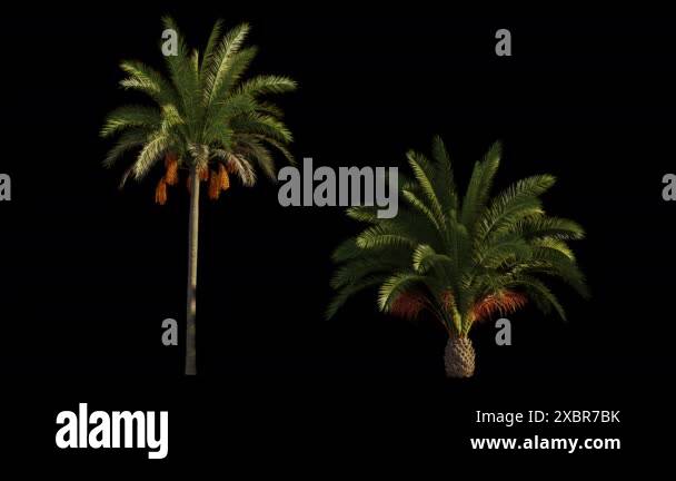 Various animated palm trees on a transparent background using an alpha ...