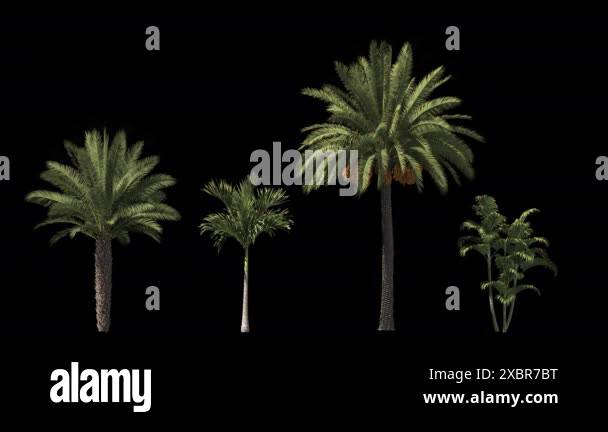 Various animated palm trees on a transparent background using an alpha ...