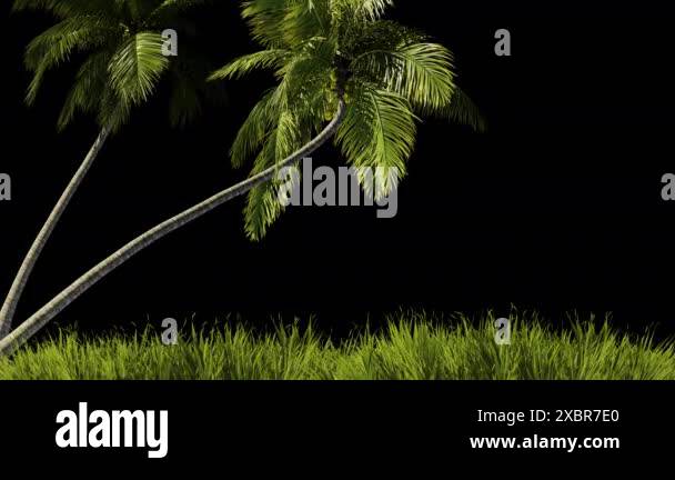 Various animated palm trees on a transparent background using an alpha ...