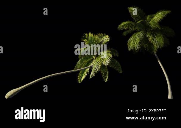 Various animated palm trees on a transparent background using an alpha ...