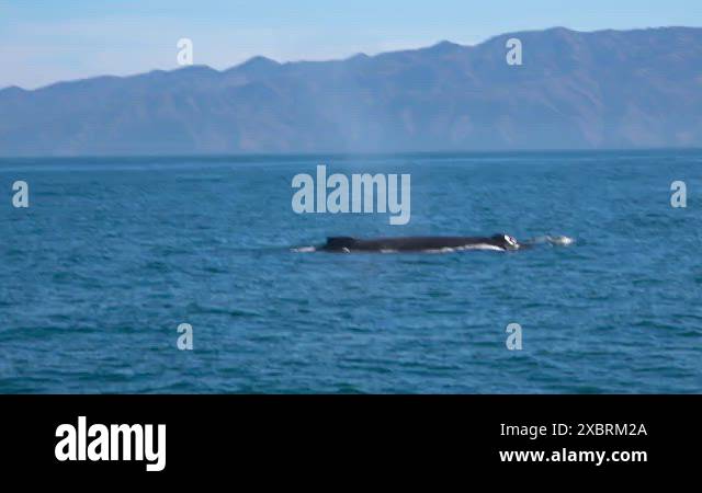 Humpback whale channel islands Stock Videos & Footage - HD and 4K Video ...
