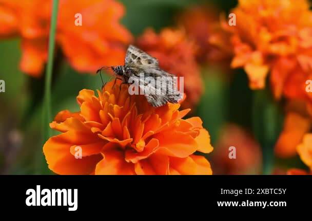 Brown skipper Stock Videos & Footage - HD and 4K Video Clips - Alamy