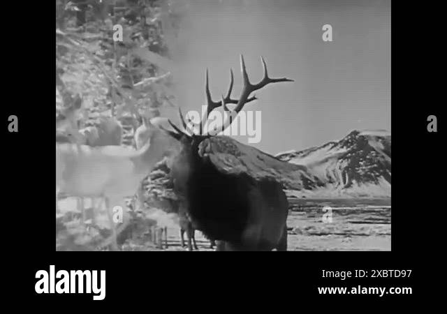 Wild animals in the American frontier in 1940, including, bison, deer ...