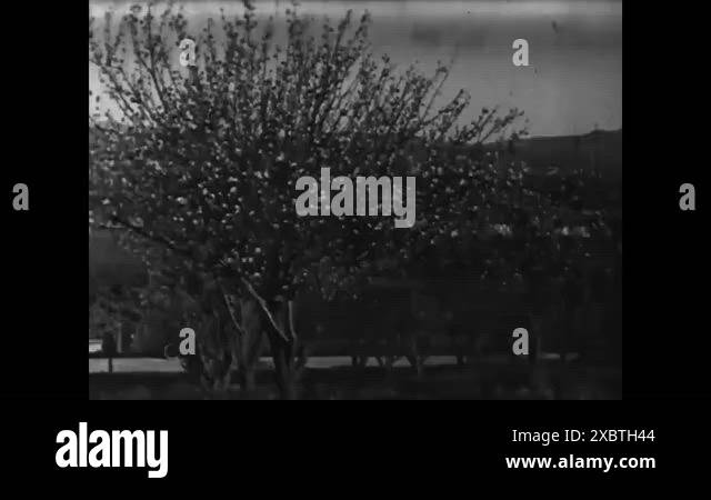 Men living on a ranch hang a pig upside in the 1920s Stock Video ...