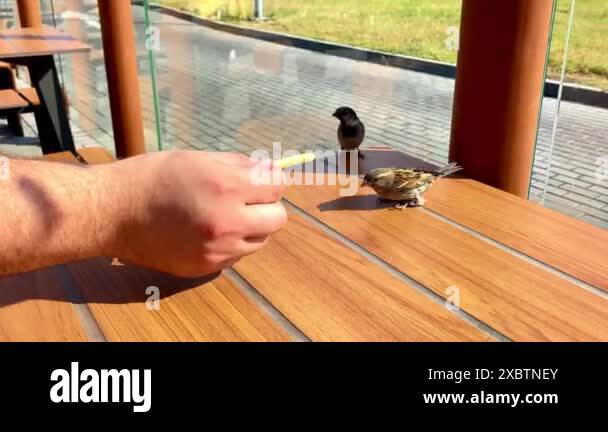 Animal fries Stock Videos & Footage - HD and 4K Video Clips - Alamy