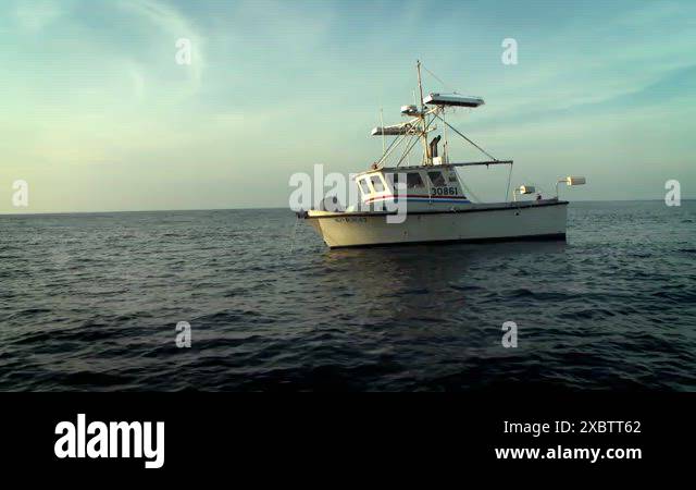 Cutter fish Stock Videos & Footage - HD and 4K Video Clips - Alamy