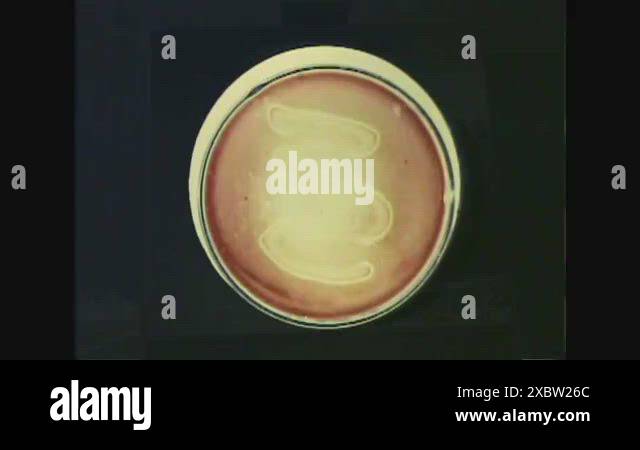 DNA testing is done in a stylized studio enviropnment in the 1960s ...