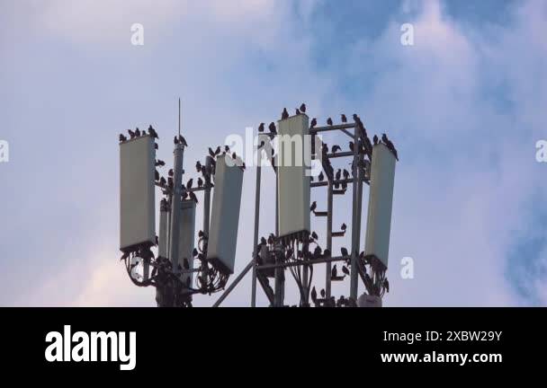 Radio transmitter on bird Stock Videos & Footage - HD and 4K Video ...