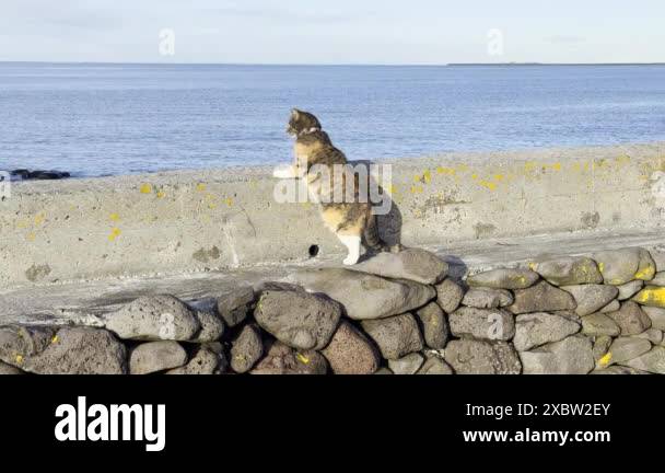 Looking over the wall Stock Videos & Footage - HD and 4K Video Clips ...