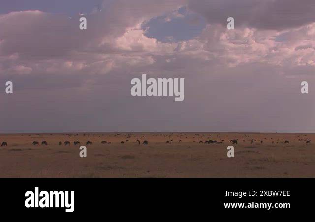 Plain animals Stock Videos & Footage - HD and 4K Video Clips - Alamy