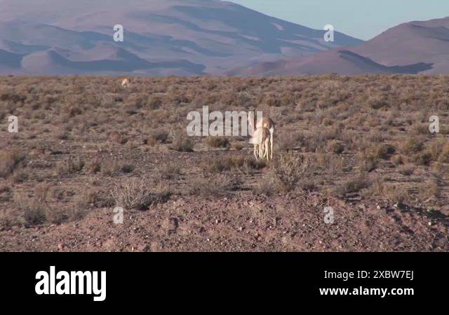 Roam antelope Stock Videos & Footage - HD and 4K Video Clips - Alamy