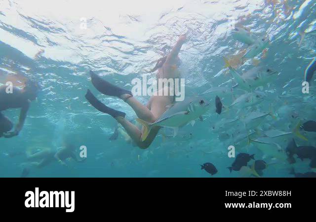 People swim and snorkel with fish while below giant manta rays swim ...