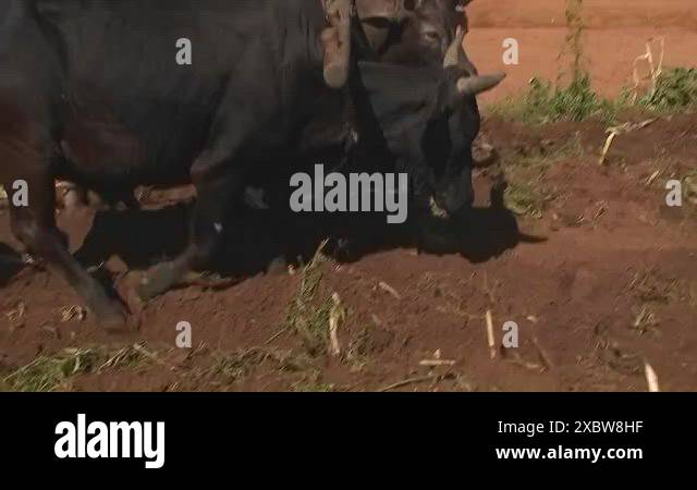 Men with yoke of oxen Stock Videos & Footage - HD and 4K Video Clips ...