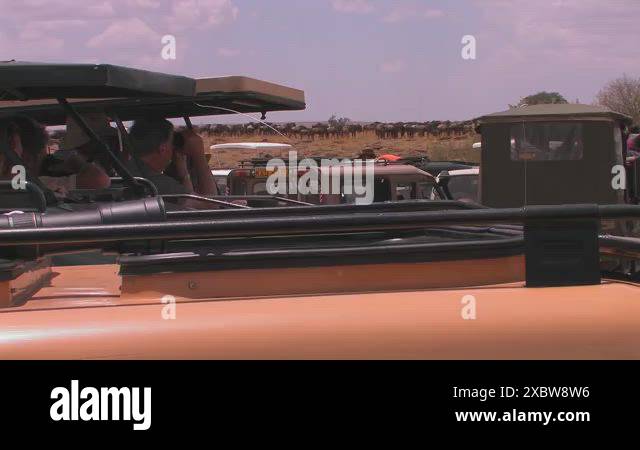 Animals in vehicles Stock Videos & Footage - HD and 4K Video Clips - Alamy