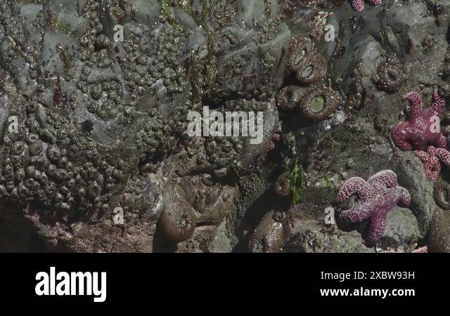 Tide pools california barnacles Stock Videos & Footage - HD and 4K ...
