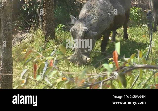Wart hog eating grass Stock Videos & Footage - HD and 4K Video Clips ...