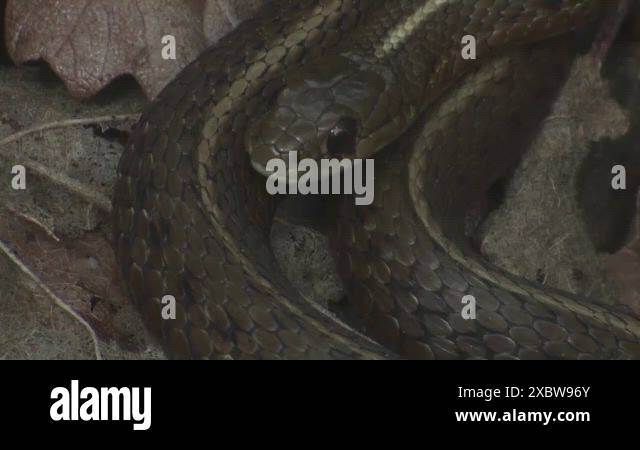 Coiled black snake Stock Videos & Footage - HD and 4K Video Clips - Alamy