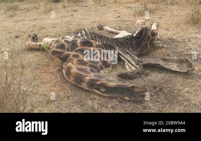 Carcass hunted animal Stock Videos & Footage - HD and 4K Video Clips ...