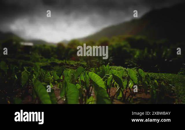 Stylized root system Stock Videos & Footage - HD and 4K Video Clips - Alamy