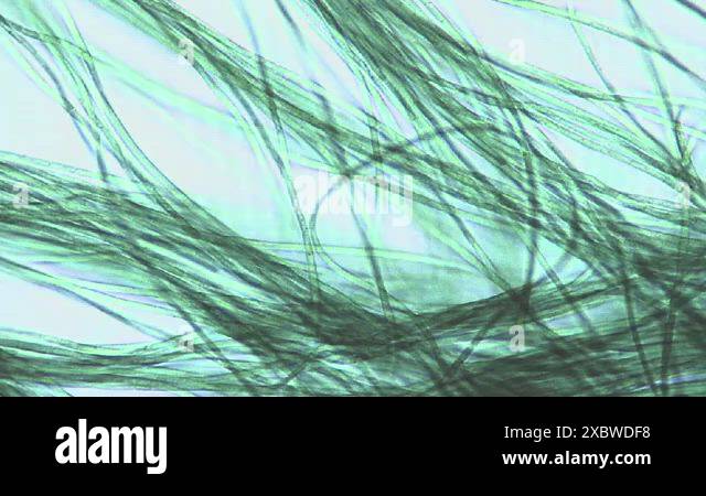 Species of green algae Stock Videos & Footage - HD and 4K Video Clips ...