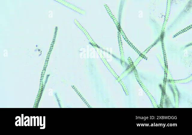 Species of cyano bacteria Stock Videos & Footage - HD and 4K Video ...