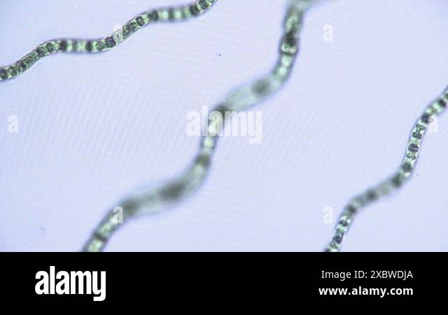 Microscopic view of algae ribbons which move by utilizing their snake ...