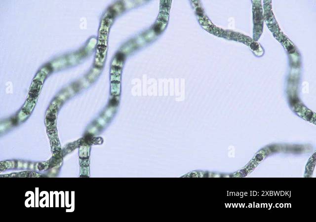 Microscopic view of algae ribbons which move by utilizing their snake ...