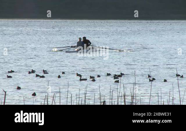 Two people rowing a double scull through a flock of birds on Lake ...