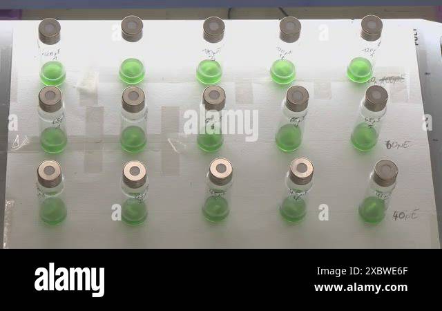 Tiny scale cultivation of algae. Lab-scale, cultures inside small vials ...