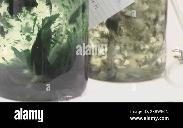 Algae flasks. Beautiful algal matts moving with aeration via CO2 in a ...