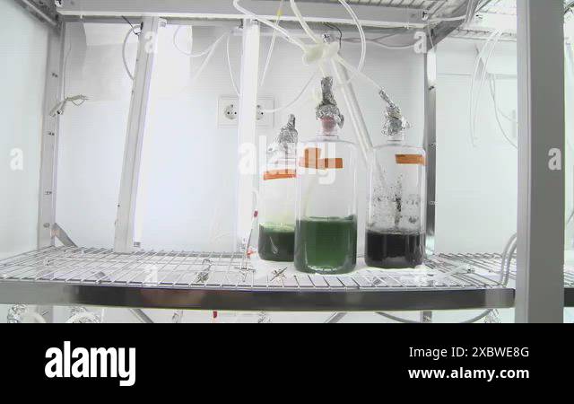 Algae flasks. Dolly movement from a photo-bioreactor we see different ...