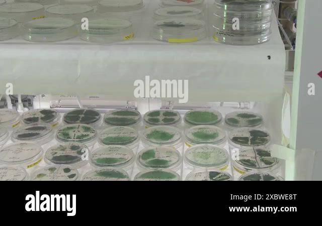 Biofuels algae Stock Videos & Footage - HD and 4K Video Clips - Alamy