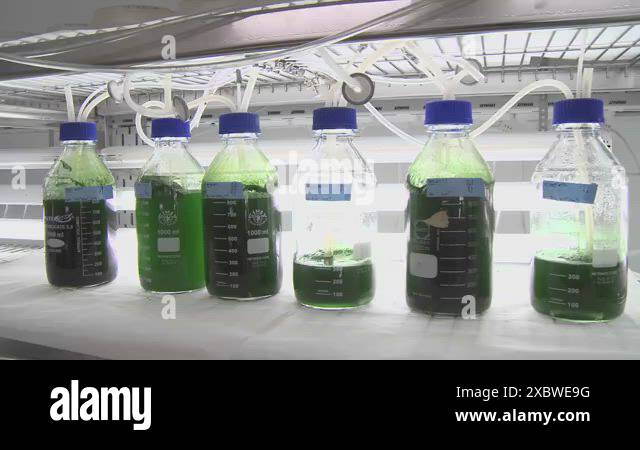 Dolly movement of a lab scale photo-bioreactor where we see flasks ...