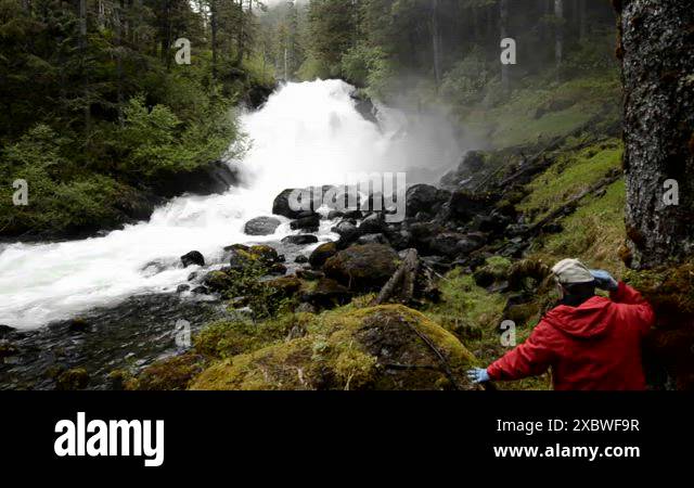 Rainforest alaska green Stock Videos & Footage - HD and 4K Video Clips ...