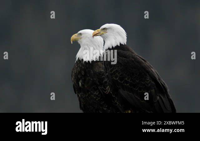 Mature bald eagles Stock Videos & Footage - HD and 4K Video Clips - Alamy