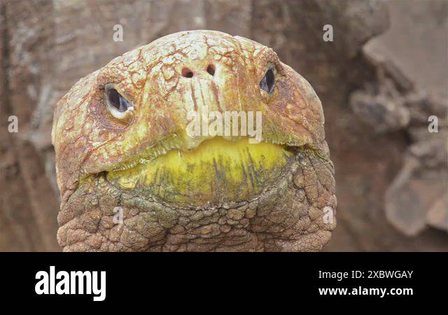 Charles darwin national park Stock Videos & Footage - HD and 4K Video ...