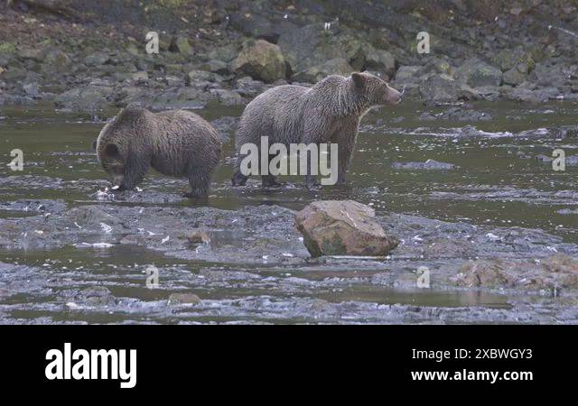 Alaskan brown bear brown bear cub Stock Videos & Footage - HD and 4K ...
