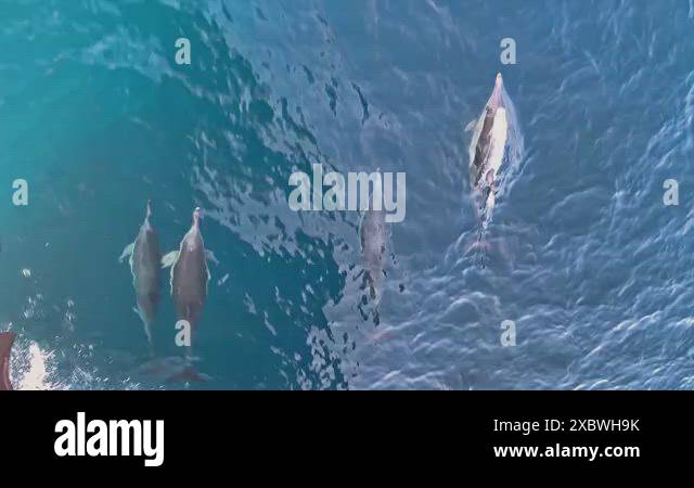 Dolphin on bow wave Stock Videos & Footage - HD and 4K Video Clips - Alamy