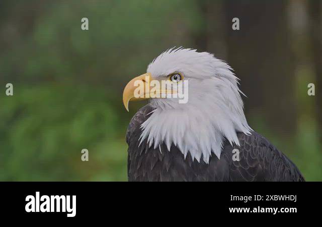 Patriotic patriotism bald Stock Videos & Footage - HD and 4K Video ...